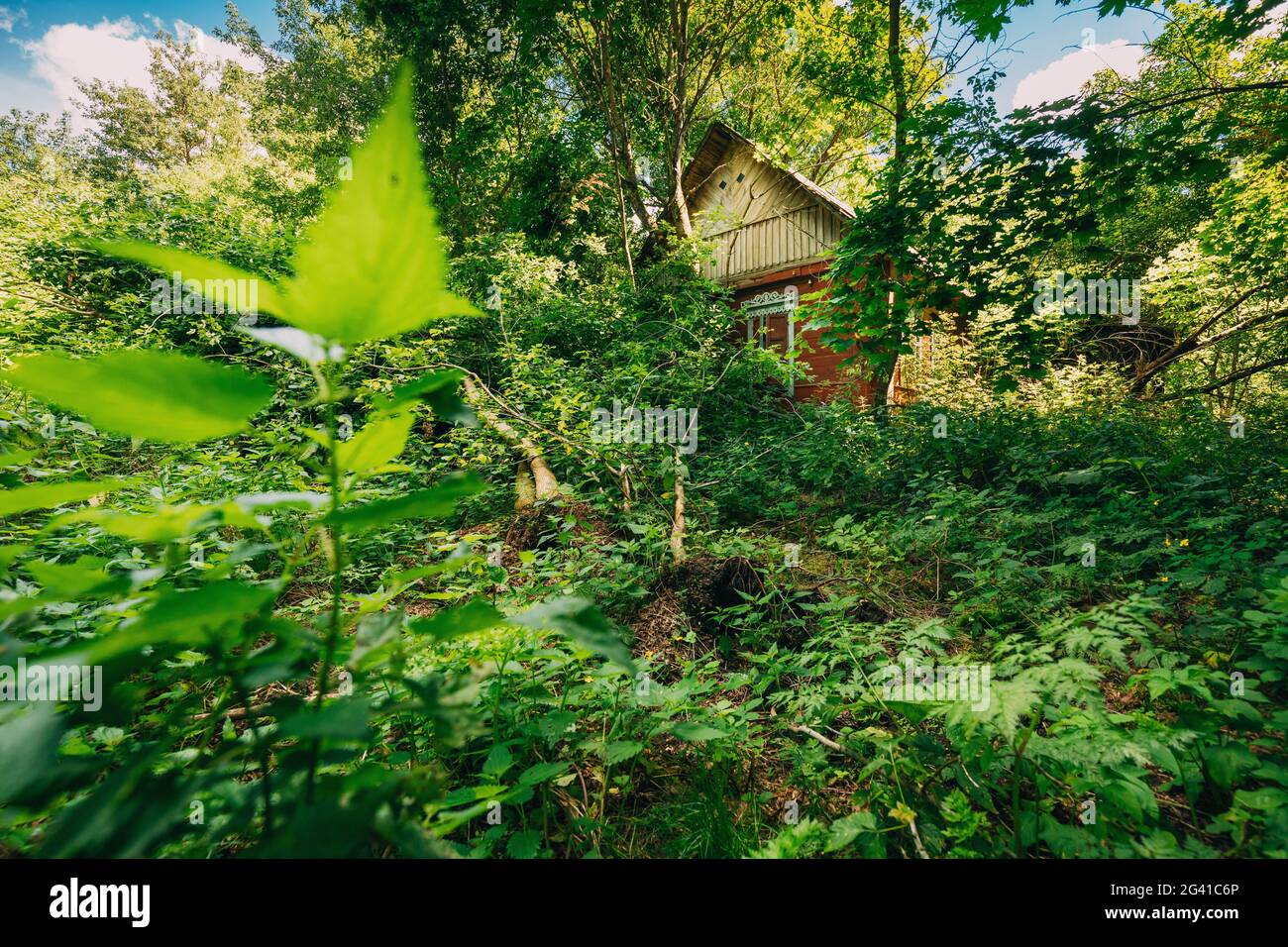 Belarus. Abandoned House Overgrown With Trees And Vegetation In ...