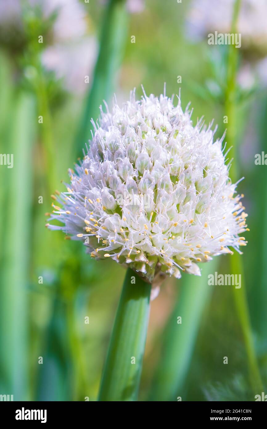 Allium polyanthum onions hi-res stock photography and images - Alamy
