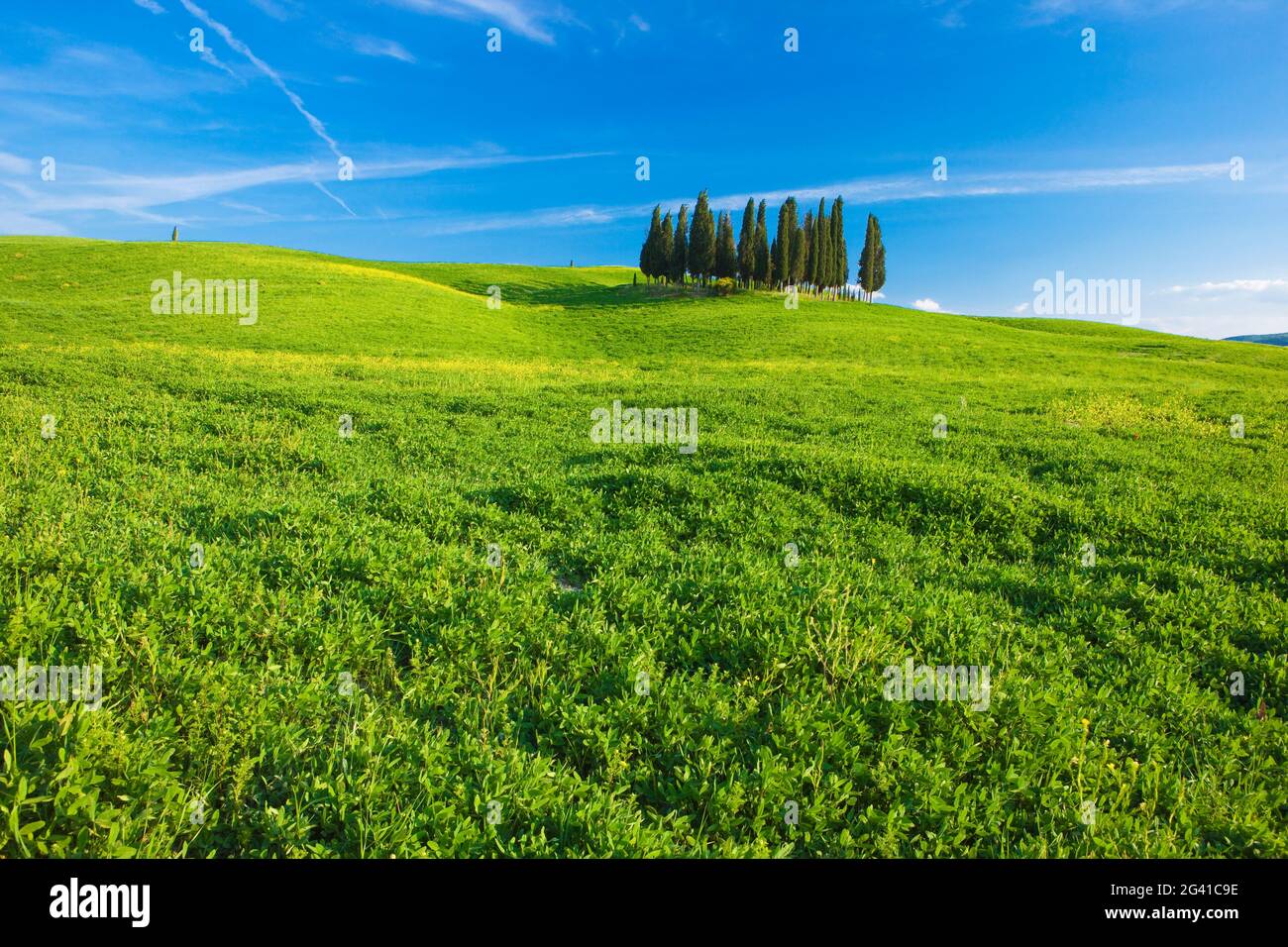 Cluster of Cypress Trees, Val D'orcia, Tuscany, Italy Stock Photo - Alamy