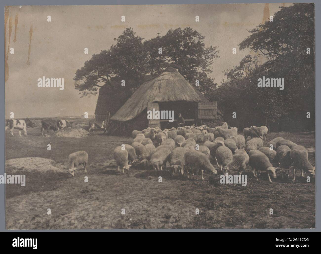 The sheepfold. Landscape with sheep, cows, farmer and sheepfold, the ...
