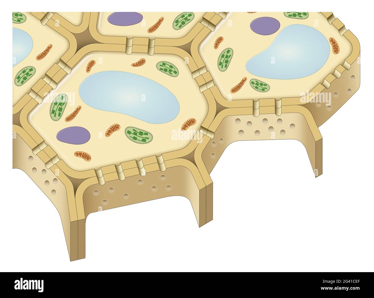 Cytoskeleton of plant cells hi-res stock photography and images - Alamy