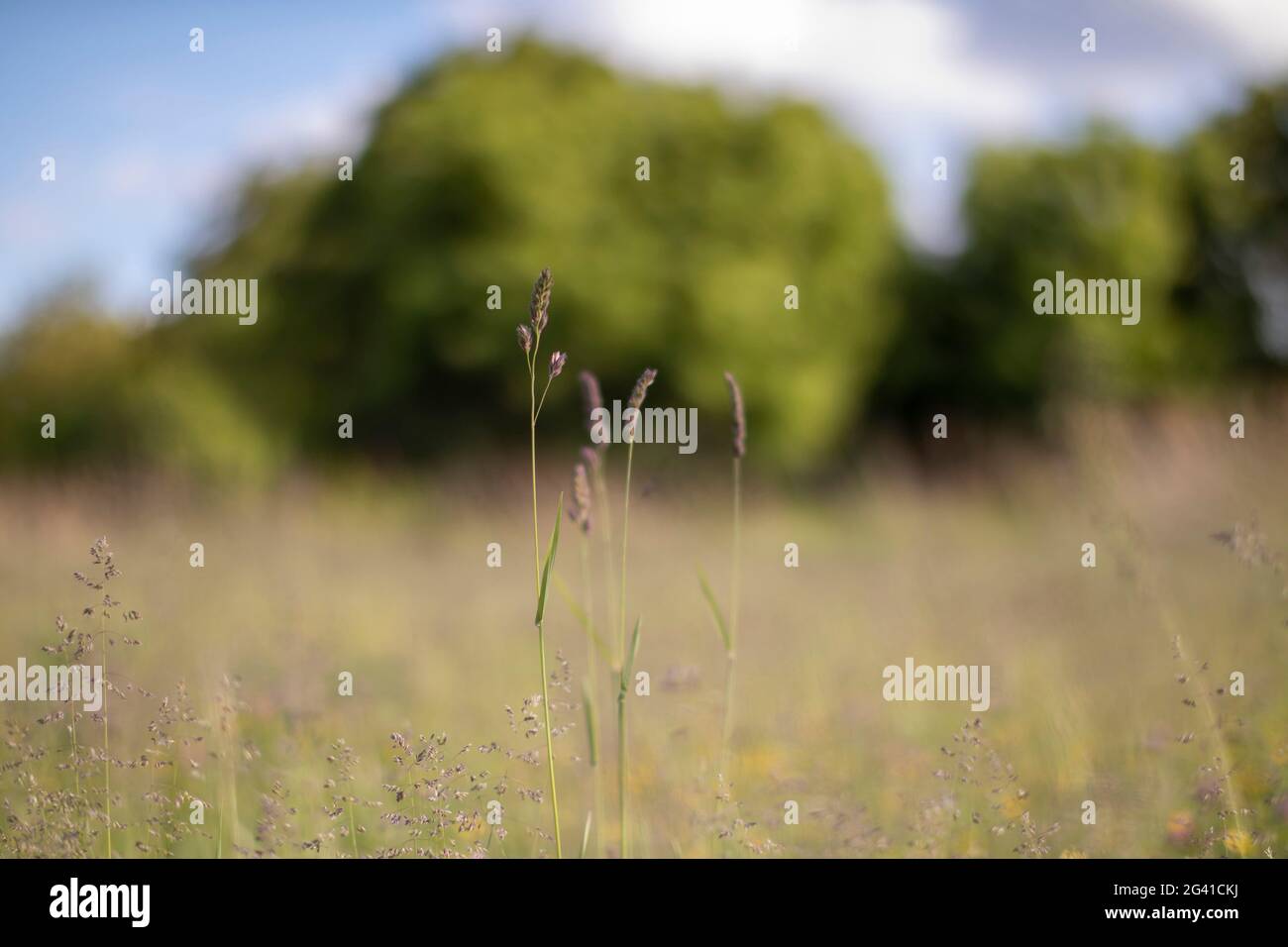 Grass ears hi-res stock photography and images - Alamy