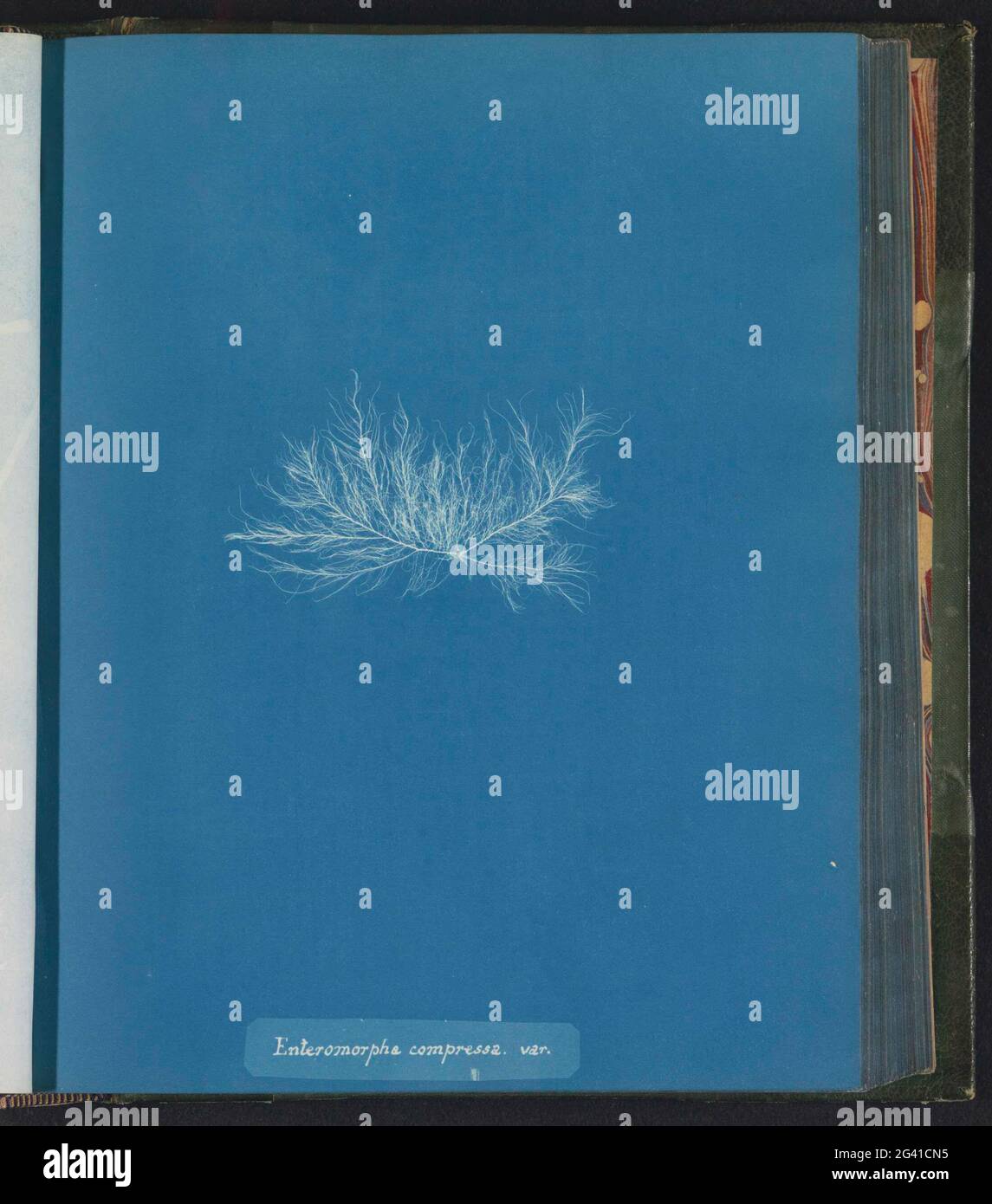 Enteromorpha Compressa High Resolution Stock Photography and Images - Alamy