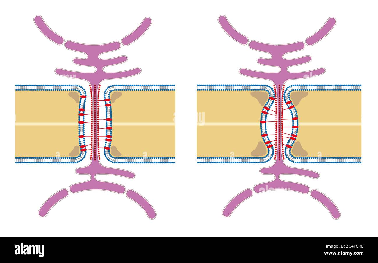 Plasmodesmata Cut Out Stock Images & Pictures - Alamy