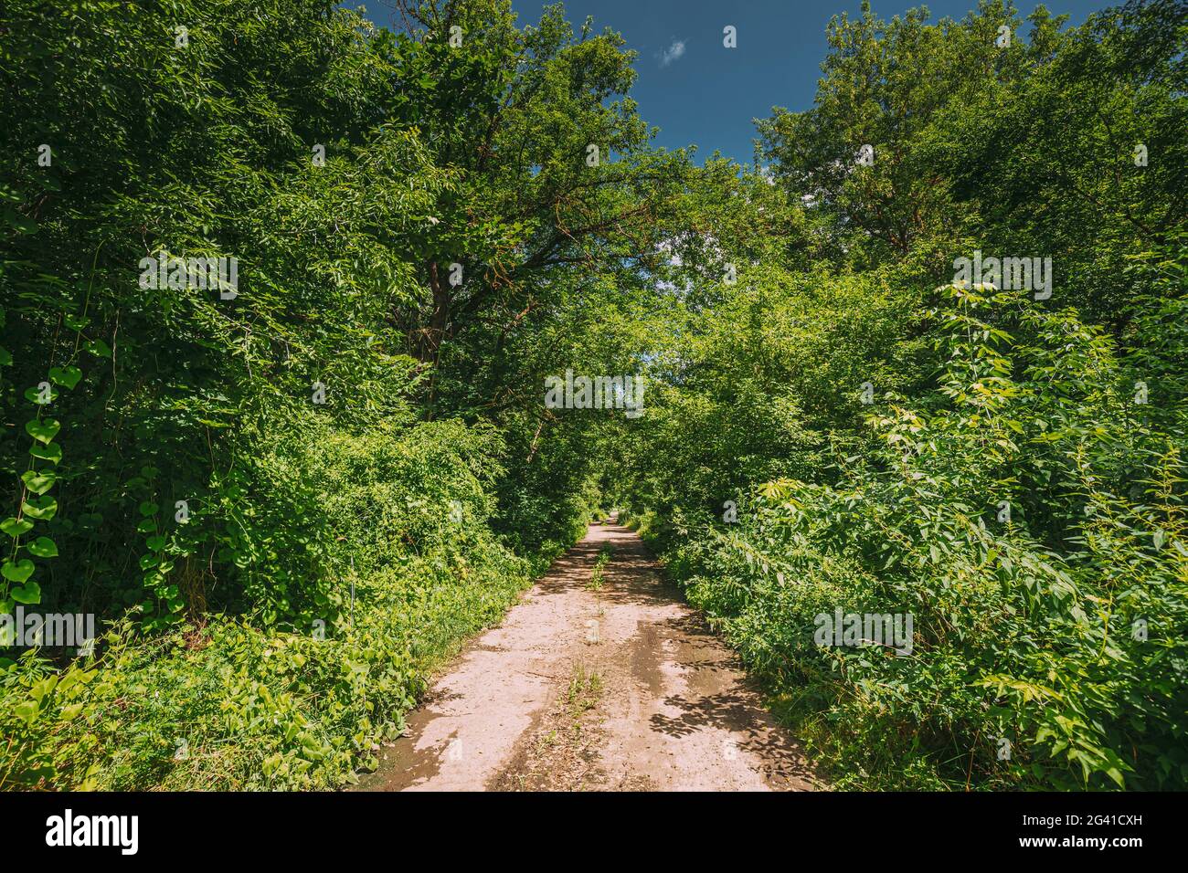 Belarus. Abandoned House Overgrown With Trees And Vegetation In ...