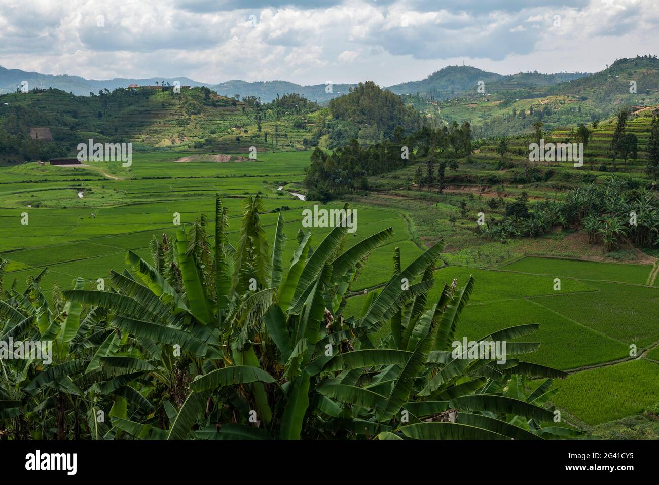 View over banana tree and tea plantation, near Gitesi, Western Province ...