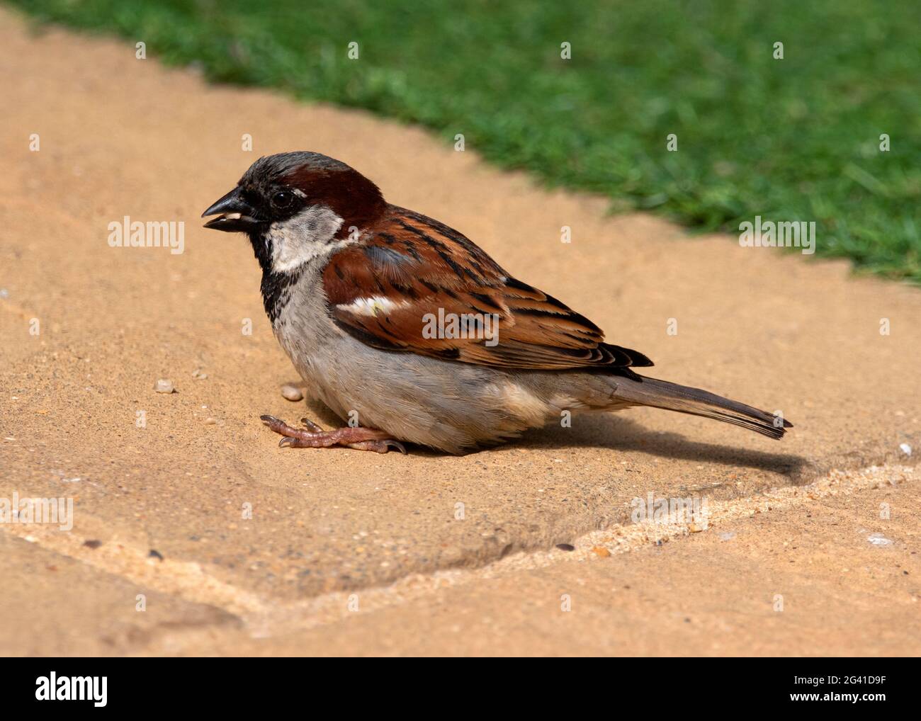 Chubby bird hi-res stock photography and images - Alamy