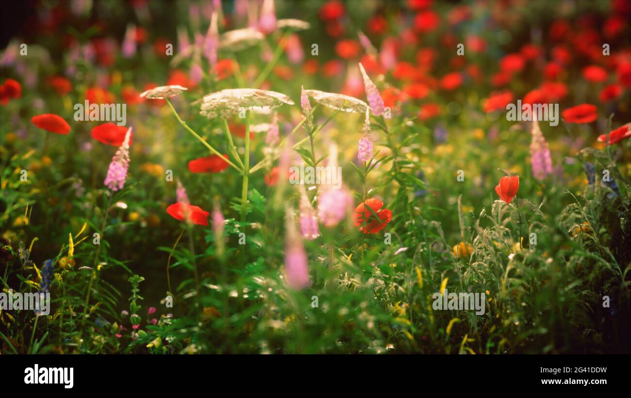 Sunset in the wild flower field Stock Photo - Alamy