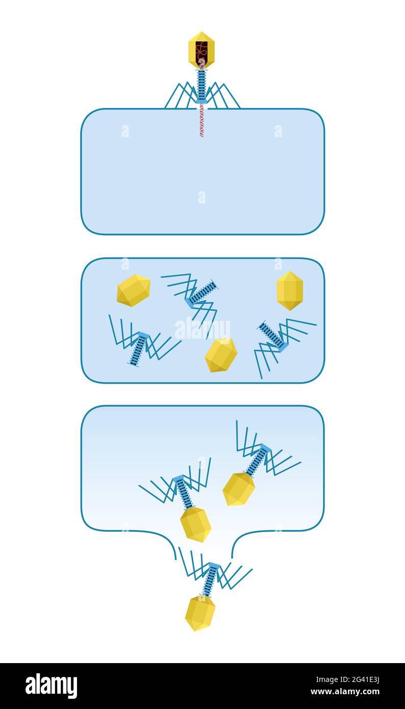 Virus reproduction diagram Stock Photo - Alamy