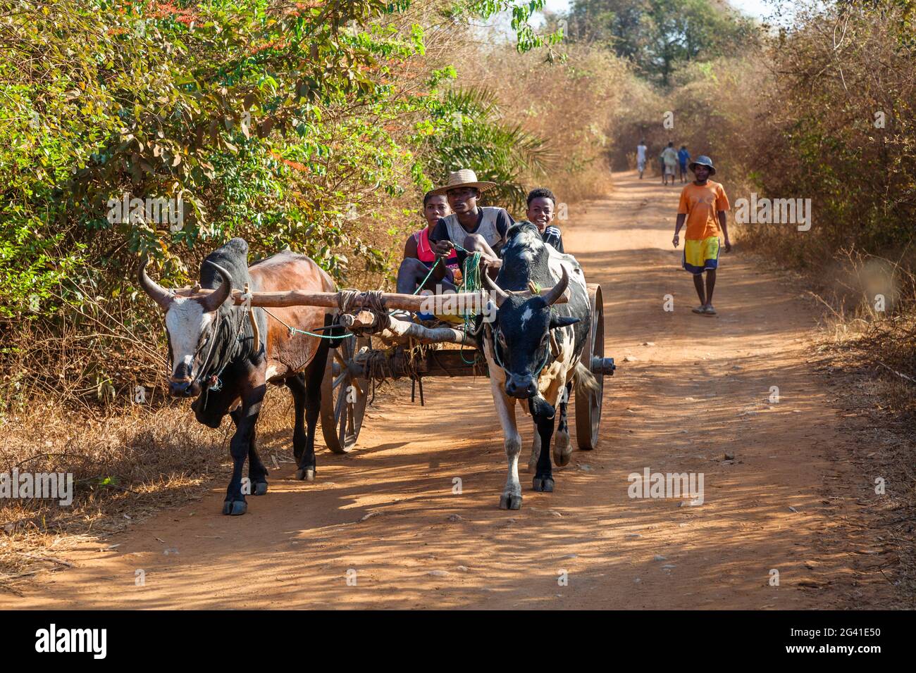 Zebra cart, Bemaraha, Western Madagascar, Africa Stock Photo - Alamy