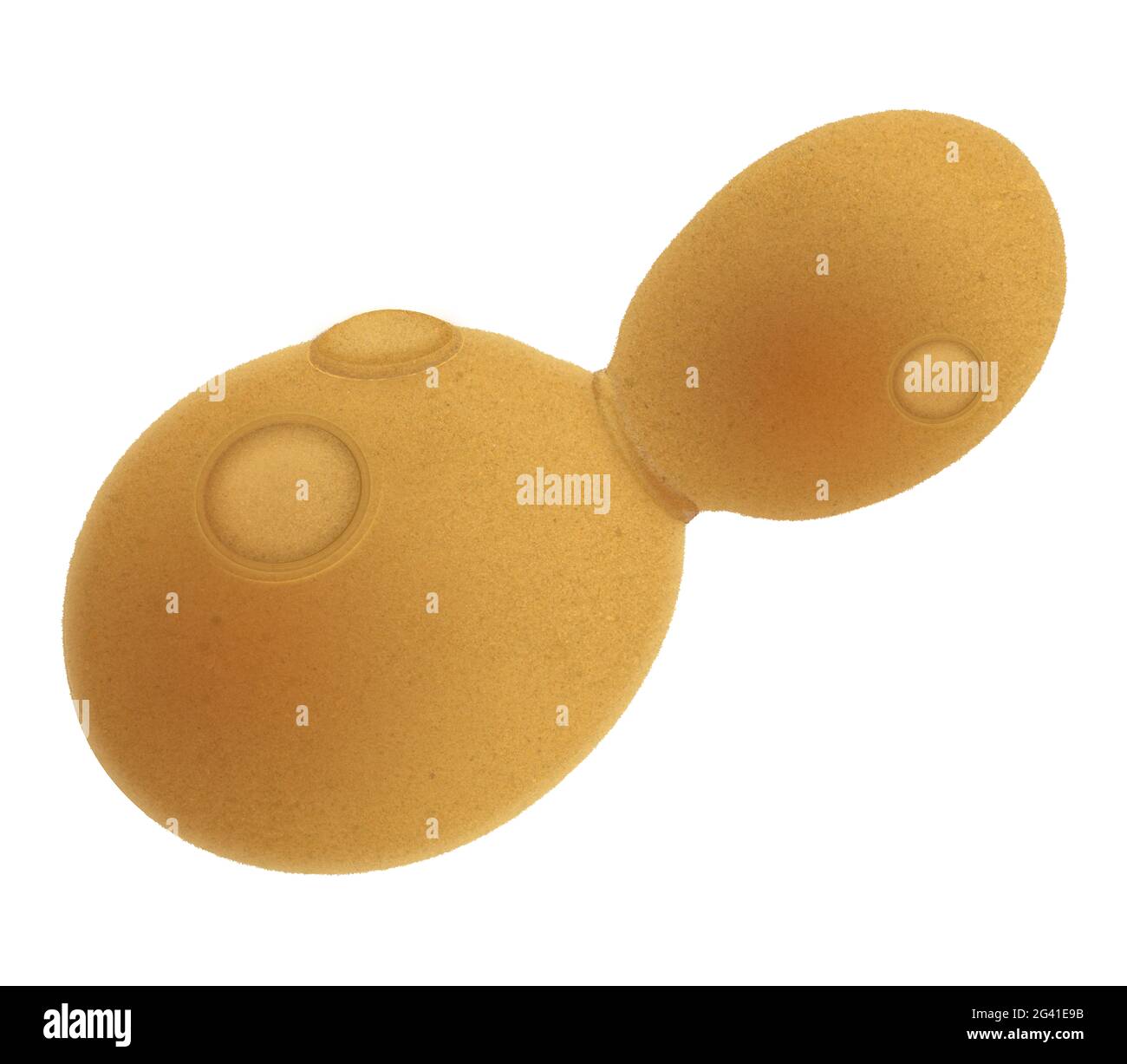 Yeast cell illustration Stock Photo - Alamy