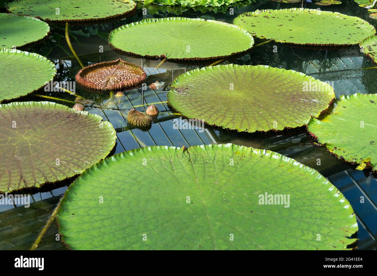Lotus Flower (Nelumbo nucifera Stock Photo - Alamy