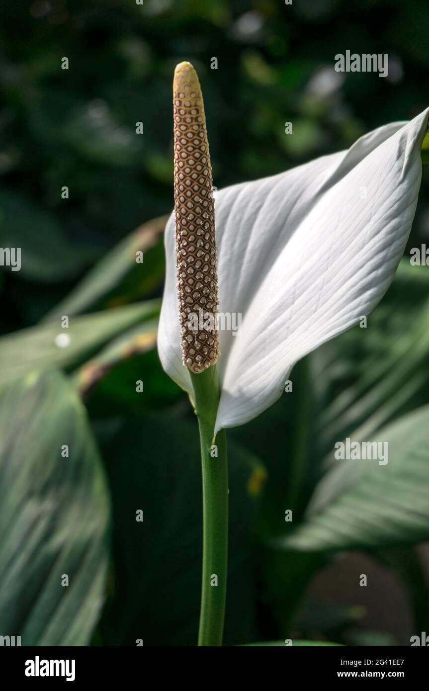 Spathiphyllum hi-res stock photography and images - Alamy