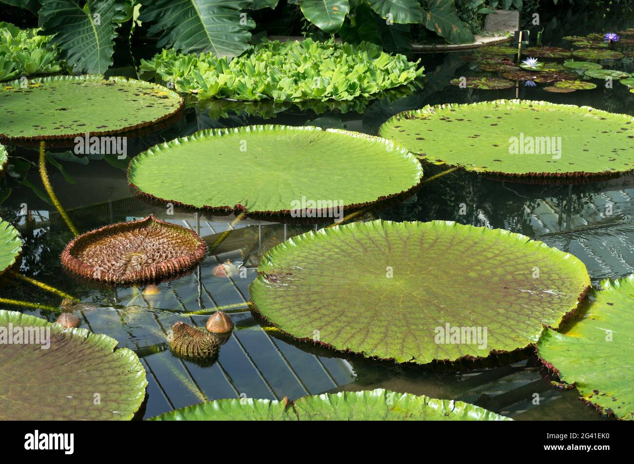 Lotus Flower (Nelumbo nucifera Stock Photo - Alamy