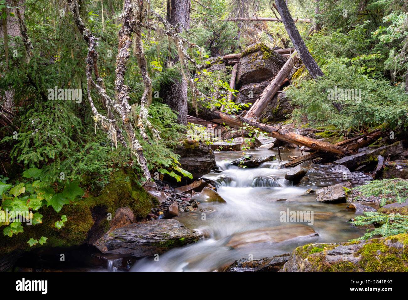 Fallen trees in Holland Creek in Montana Stock Photo - Alamy