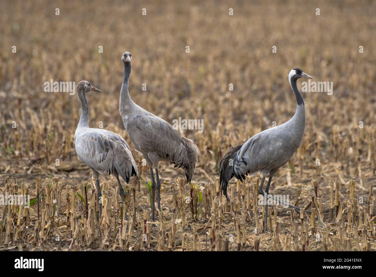 Crane family on corn stubble field, Germany, Brandenburg, Linum Stock ...