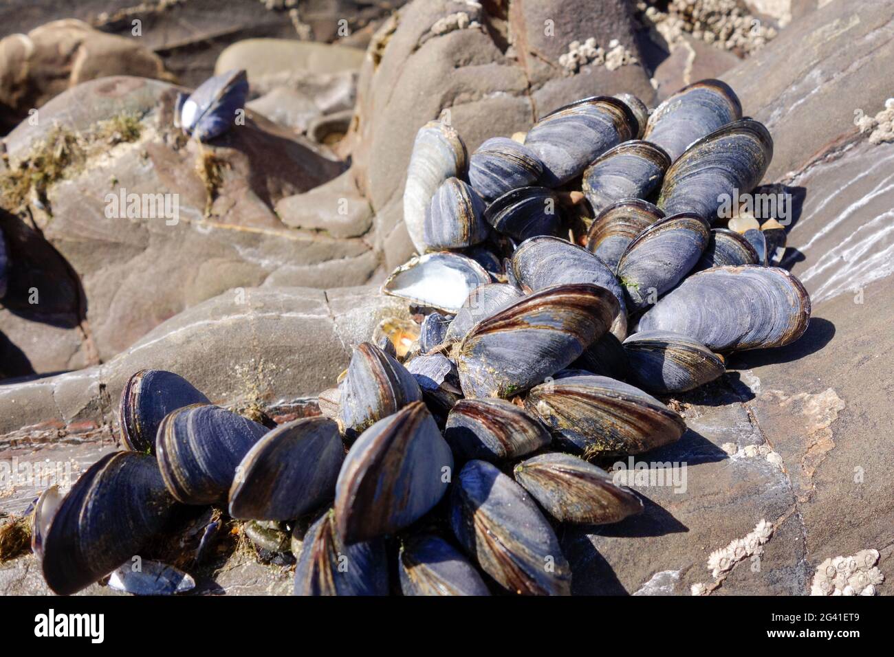Blue mussels cornwall hi-res stock photography and images - Alamy