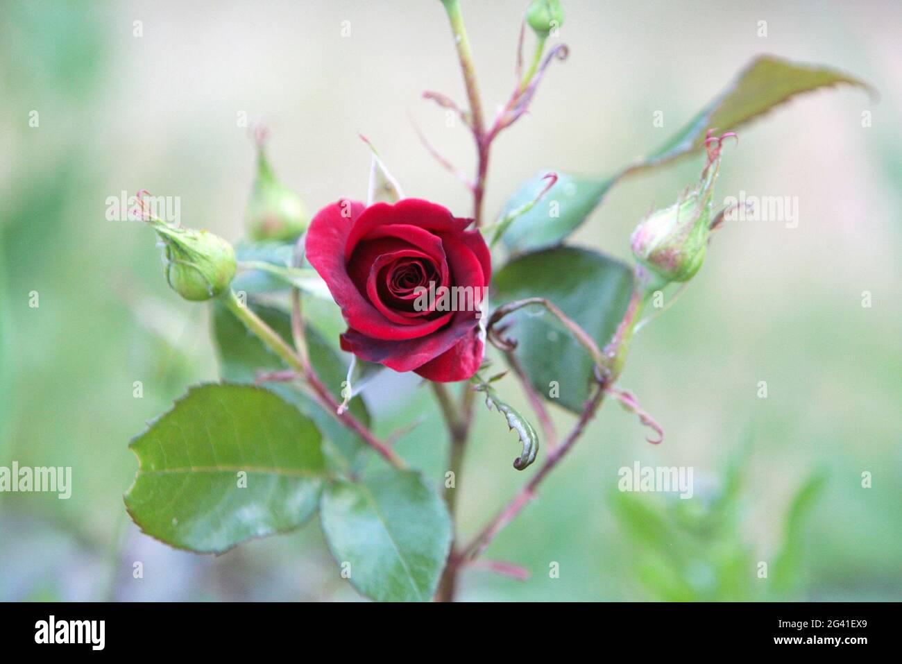 Pictured in the capital hi-res stock photography and images - Alamy