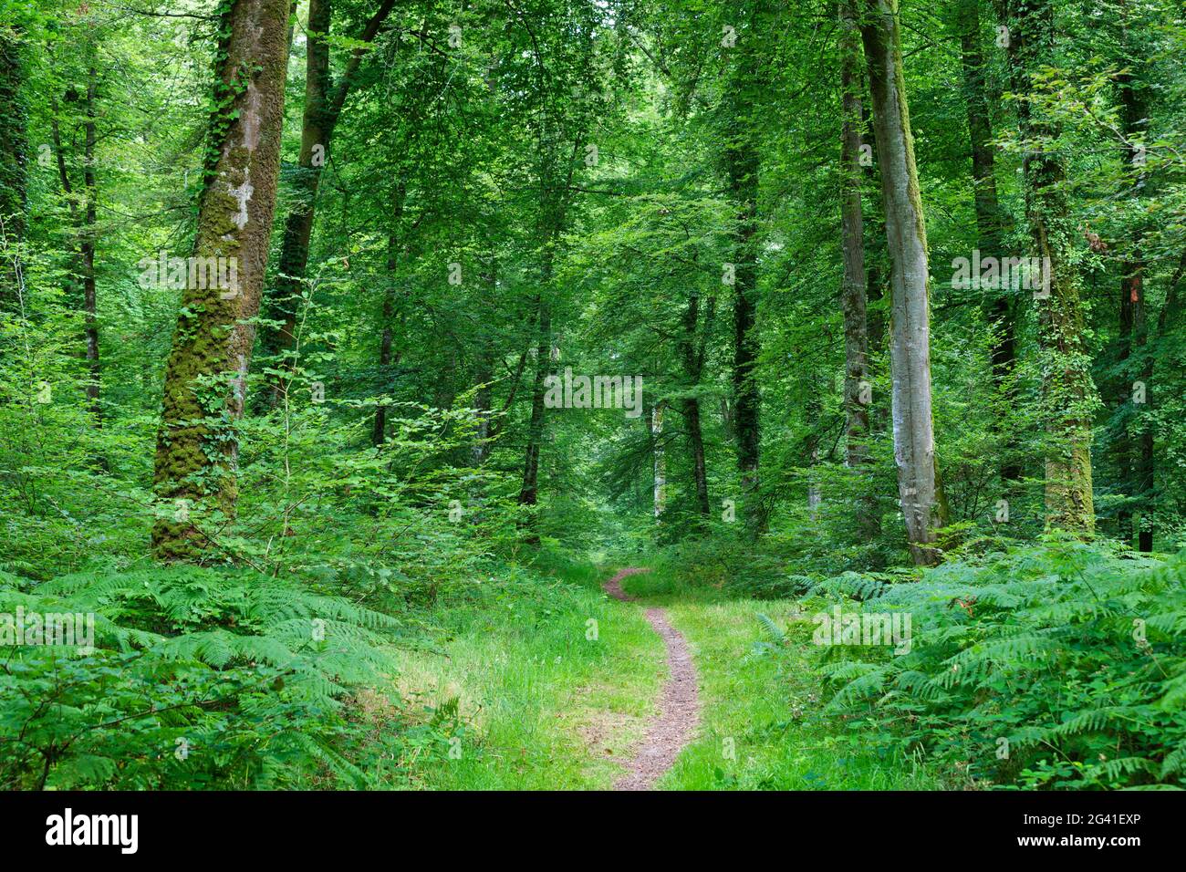 Cerisy forest normandy hi-res stock photography and images - Alamy