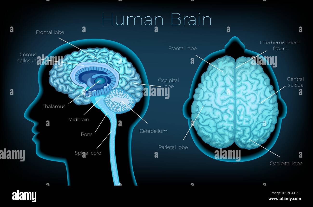 Human Brain Areas High Resolution Stock Photography and Images - Alamy