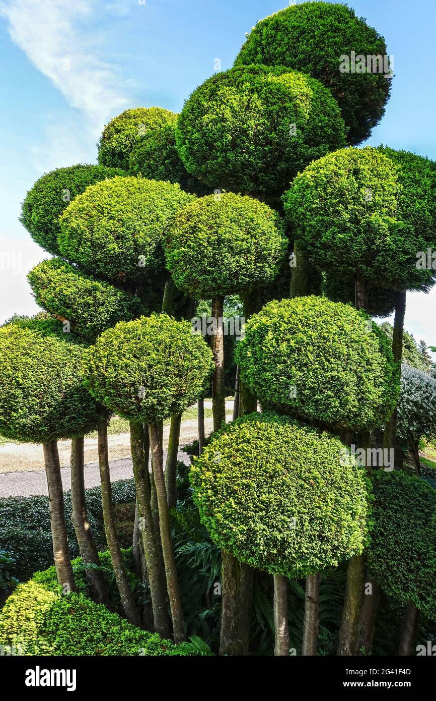 Shape of trees hi-res stock photography and images - Alamy