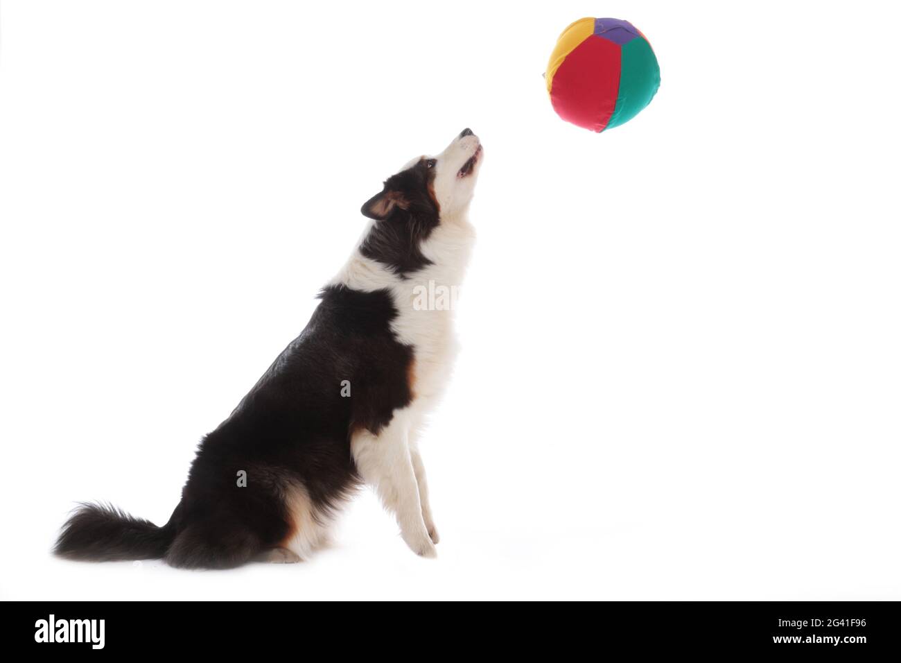Dog plays with ball Stock Photo - Alamy