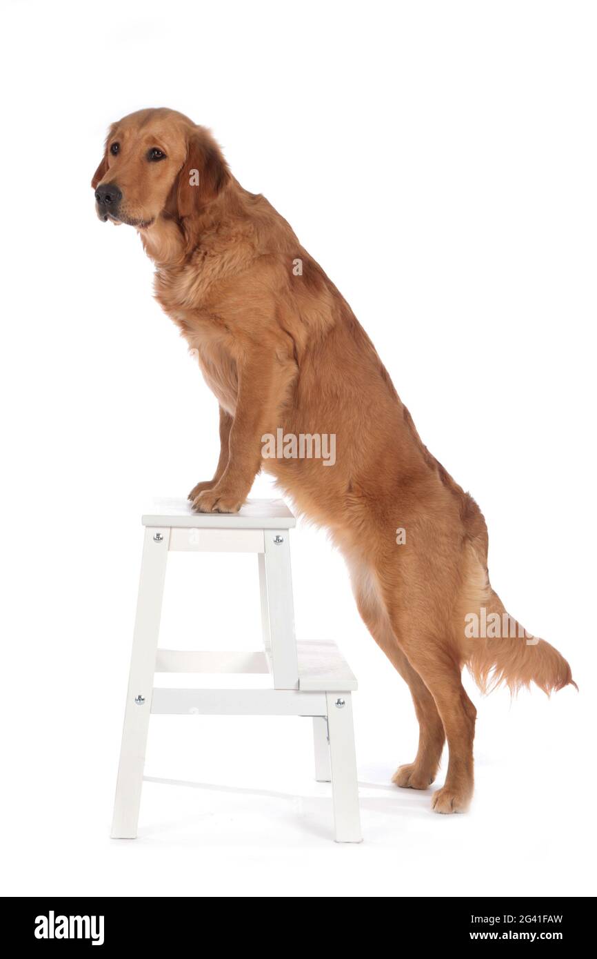 Golden retriever dog stands on a small ladder Stock Photo - Alamy