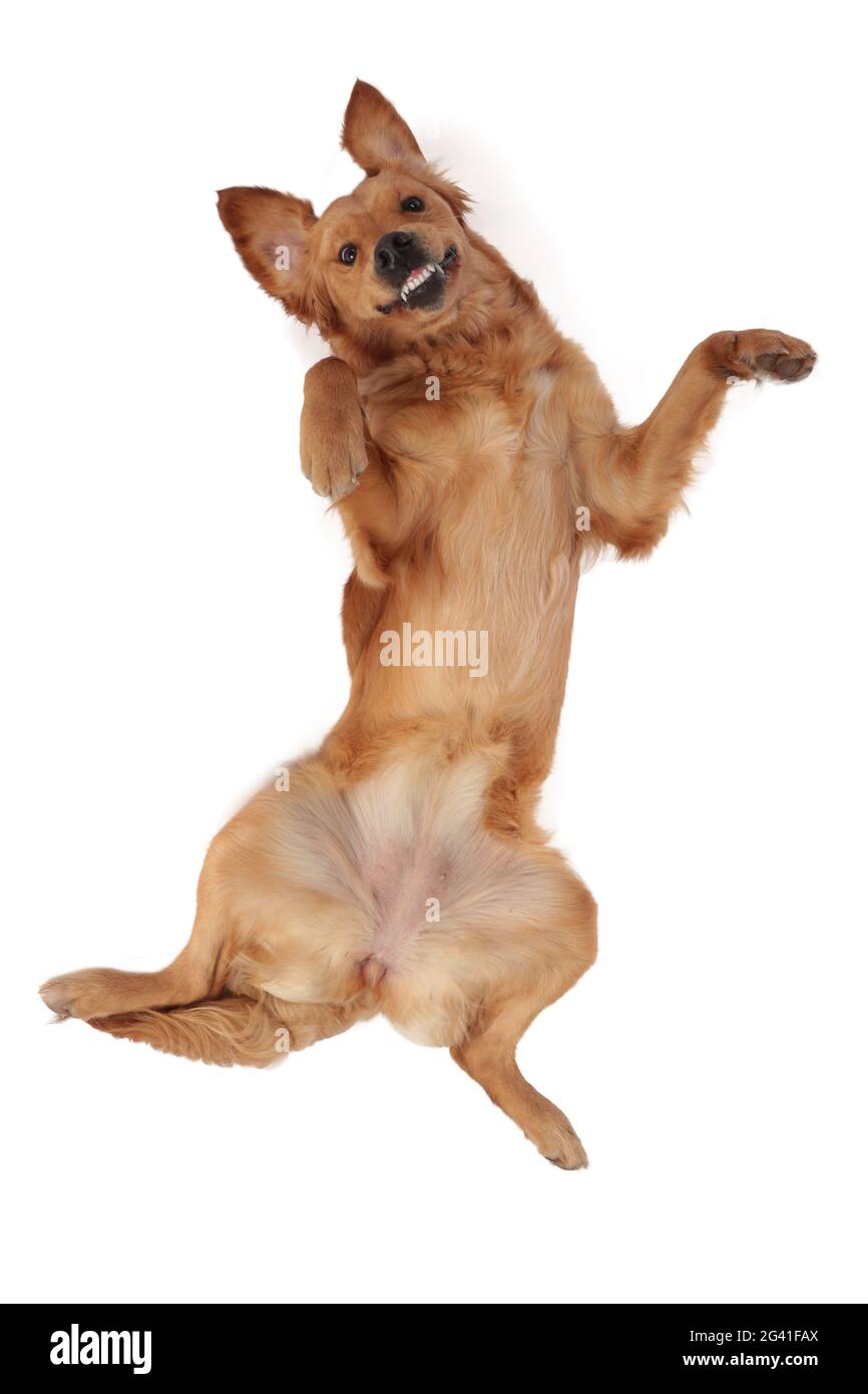 Funny golden retriever dog from above Stock Photo - Alamy