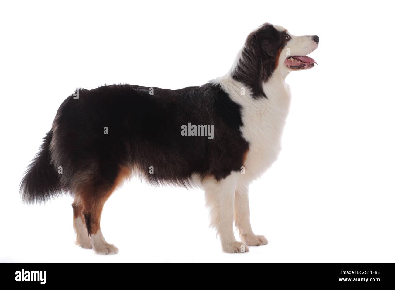 Australian shepherd dog standing sideways Stock Photo - Alamy