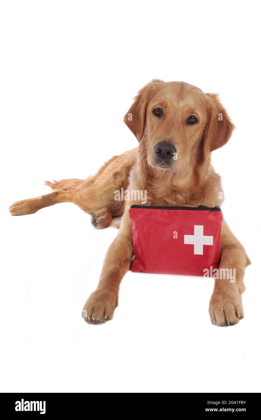 Kit first aid dog Cut Out Stock Images & Pictures - Alamy