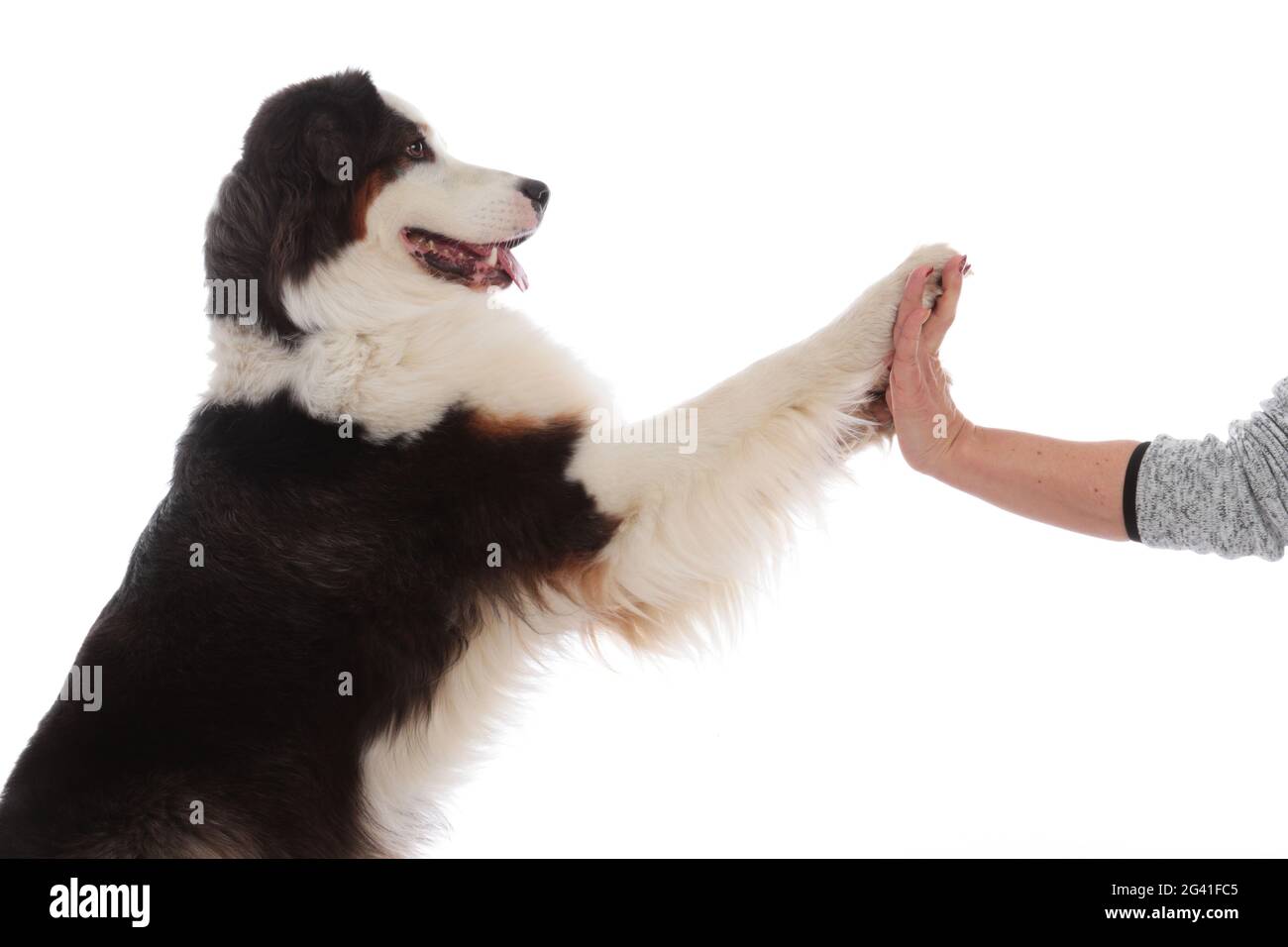 Dog gives paw to a human Stock Photo - Alamy
