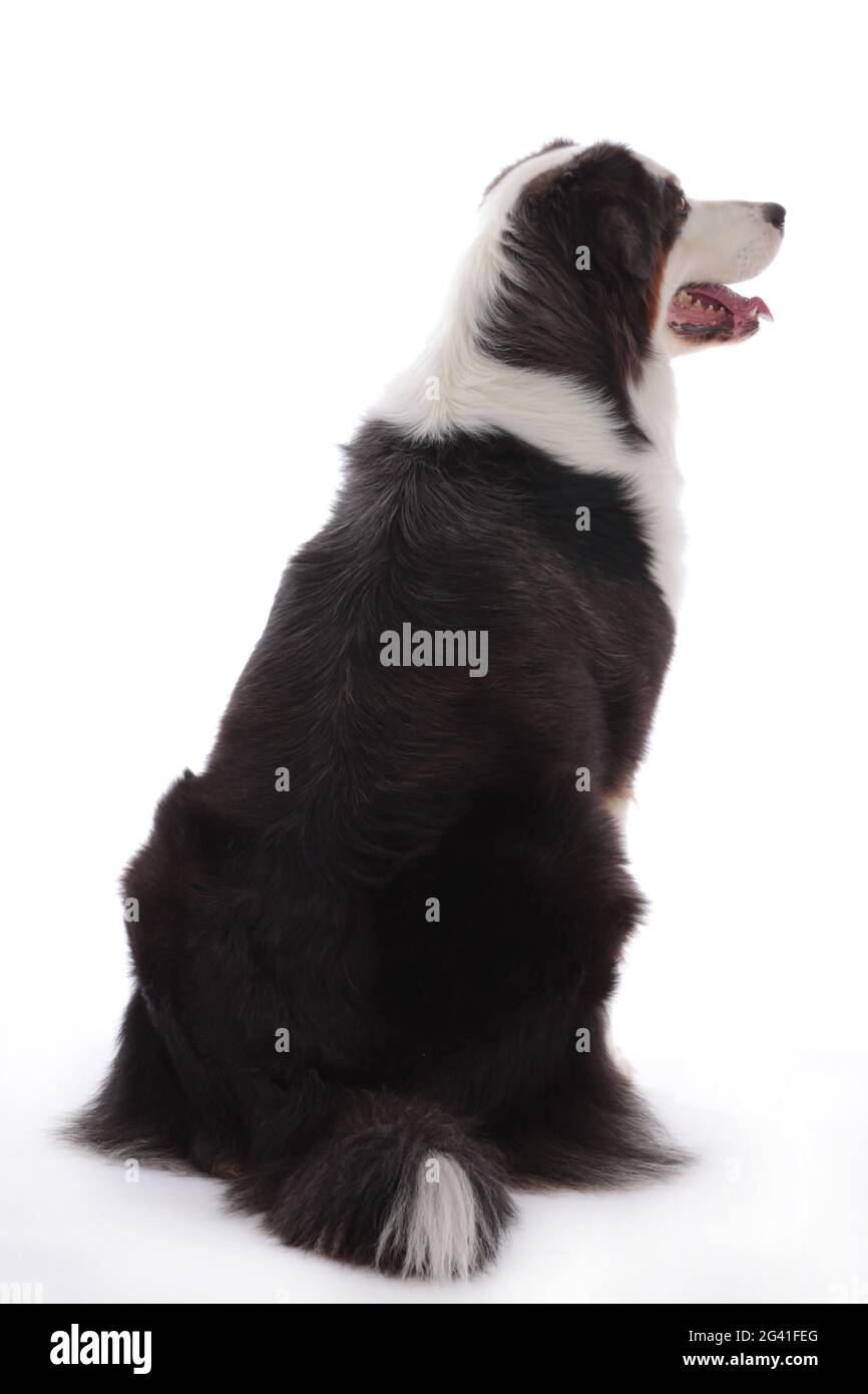Australian shepherd from the back on white backgound Stock Photo - Alamy