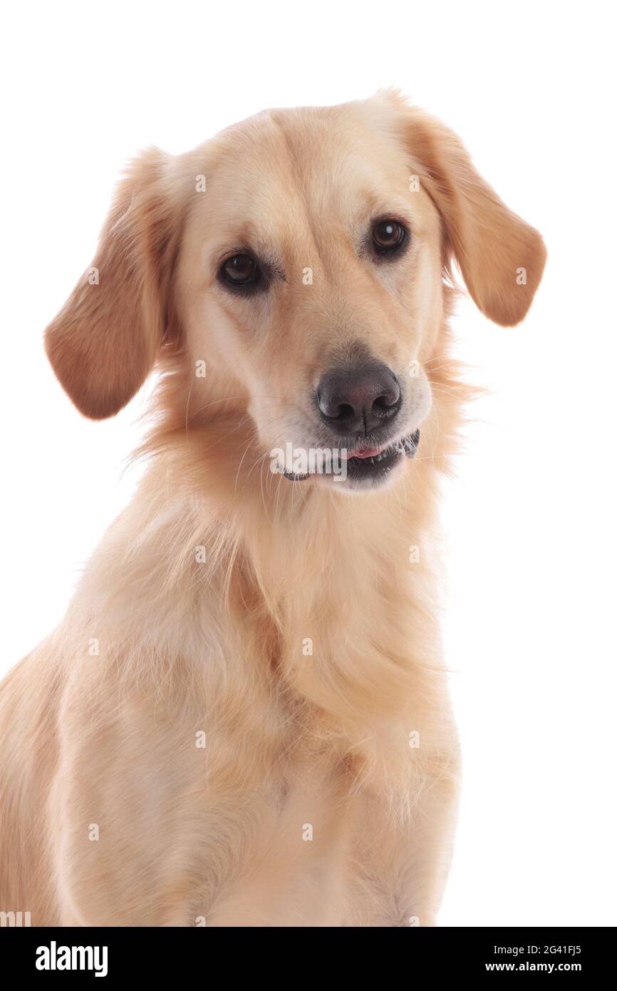 Cute golden retriever dog looking at camera Stock Photo - Alamy
