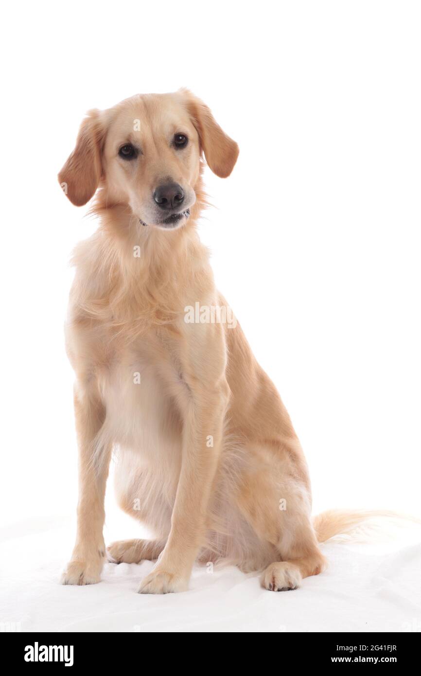 Cute dog sitting on white background Stock Photo - Alamy