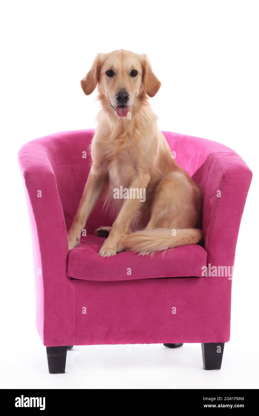 Dog on armchair Cut Out Stock Images & Pictures - Alamy