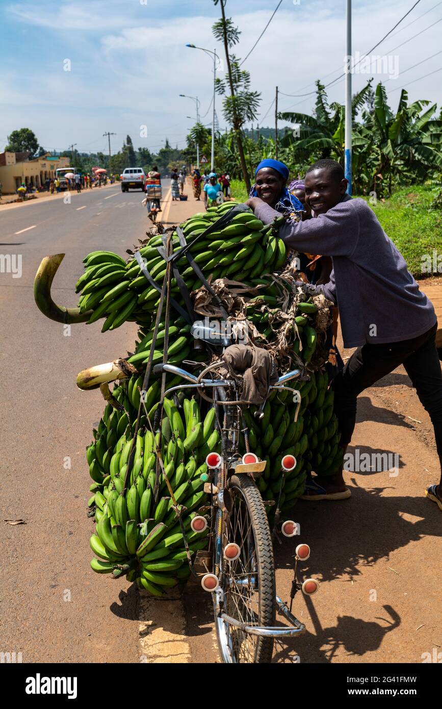 People smile as they transport heavy banana trees on bicycles, near ...