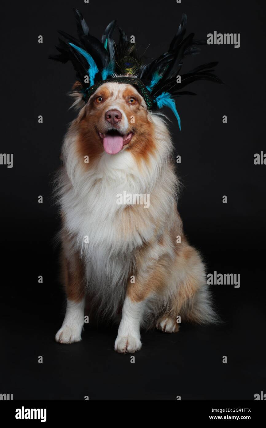 Australian shephers with feather indian headdress Stock Photo - Alamy