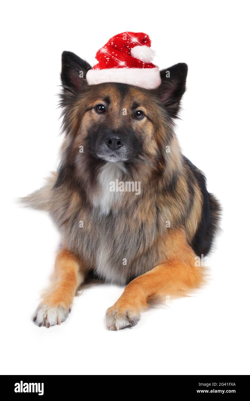 Canine christmas Cut Out Stock Images & Pictures - Alamy