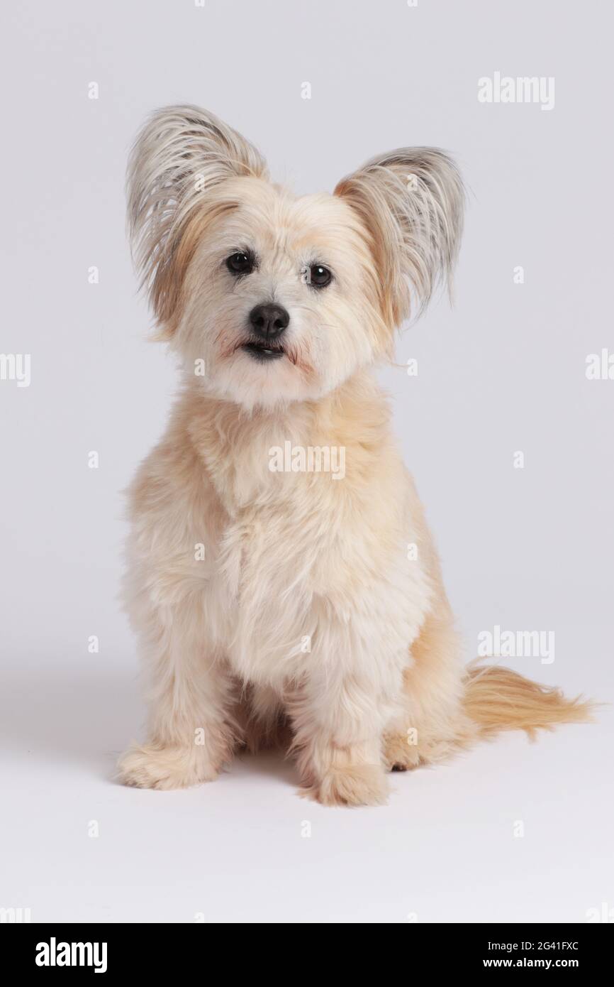 Small mixed breed dog sitting on white background Stock Photo - Alamy
