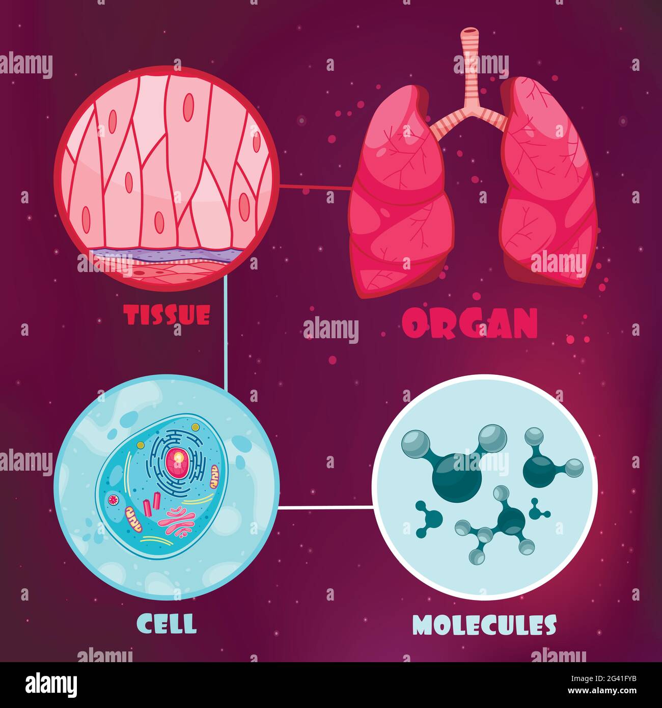 Plant Cell Division Stock Vector Images - Alamy
