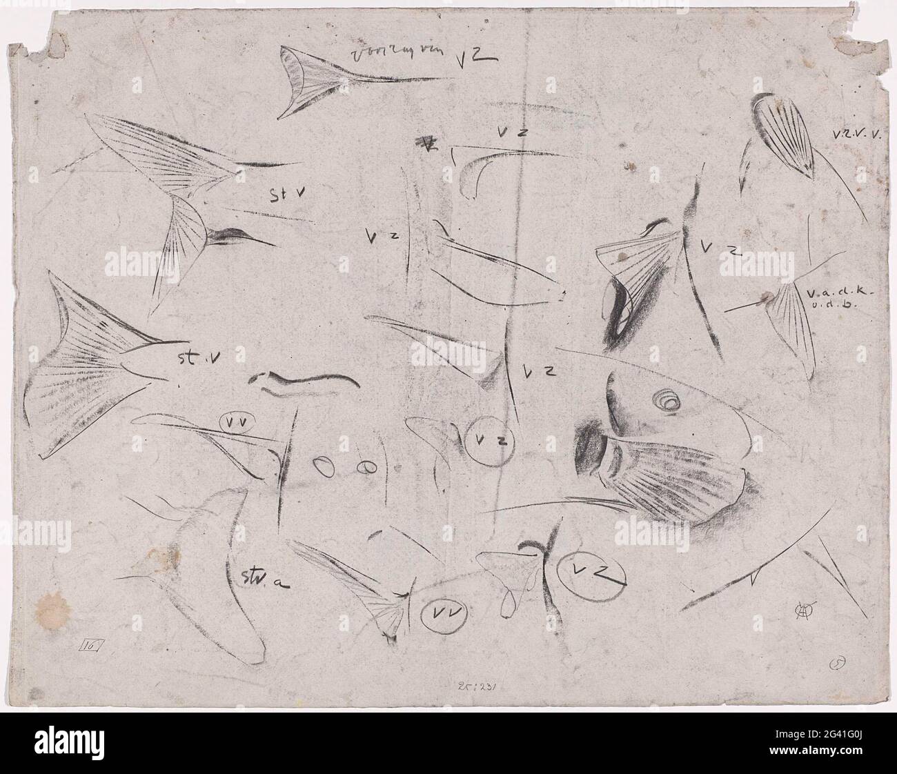 Sketch sheet with different fish, studies of fins and tails Stock Photo ...