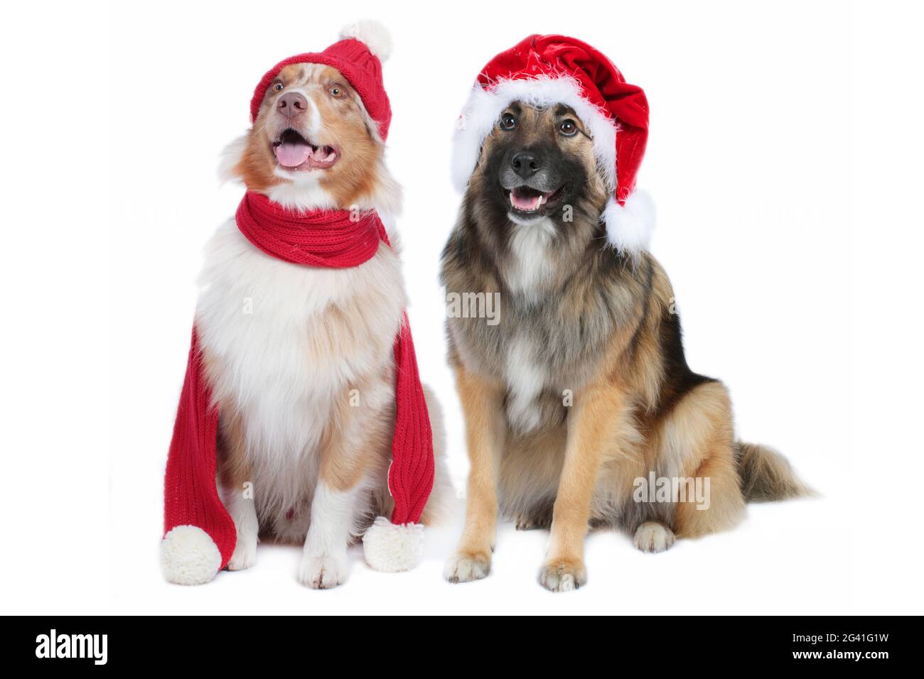 Two cute christmas dogs Stock Photo - Alamy