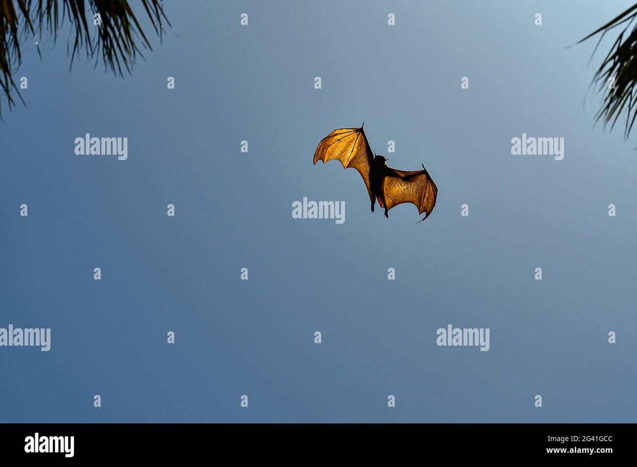 The wings of a sliding bat glow in the sun, Mataranka, Northern ...