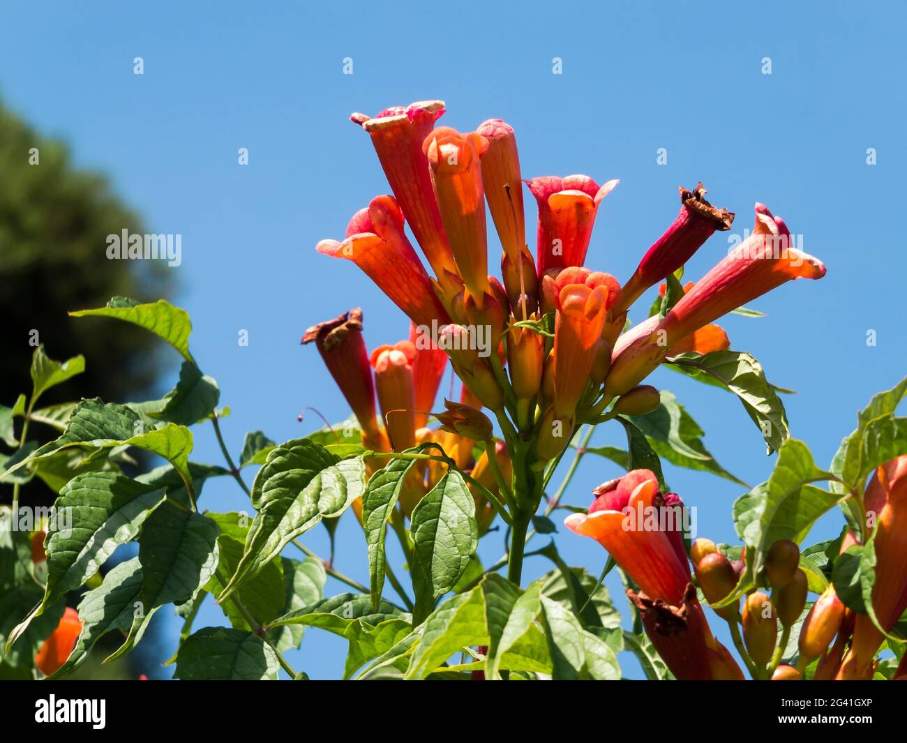 Orange Esperanza (Tecoma alata Stock Photo - Alamy