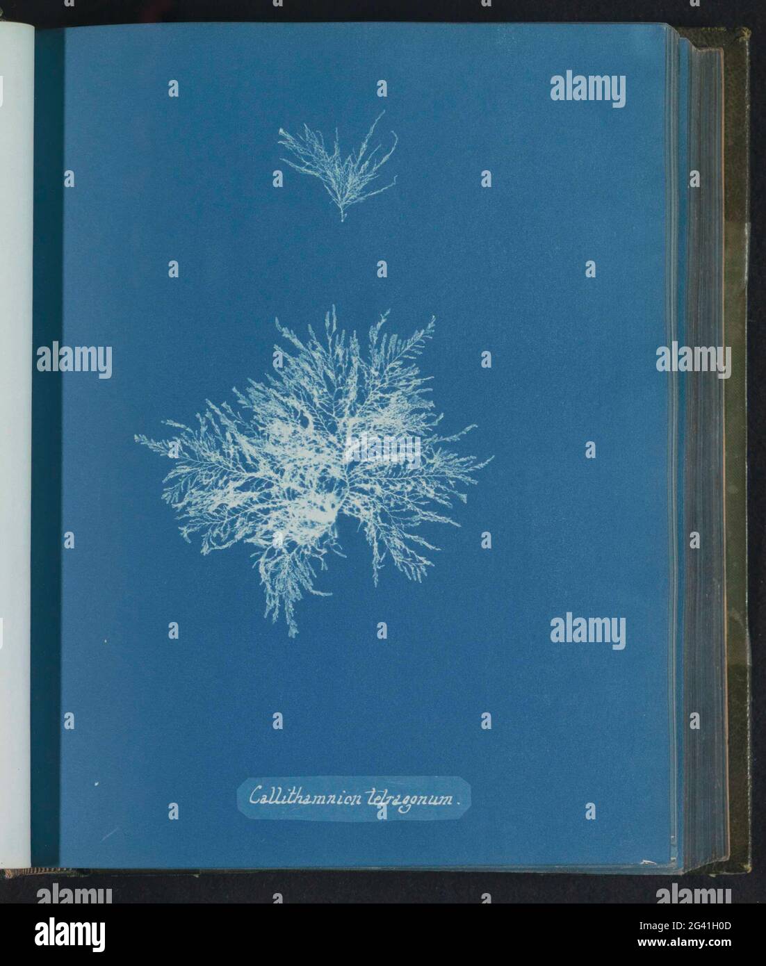 Callithamnion tetragonum hi-res stock photography and images - Alamy