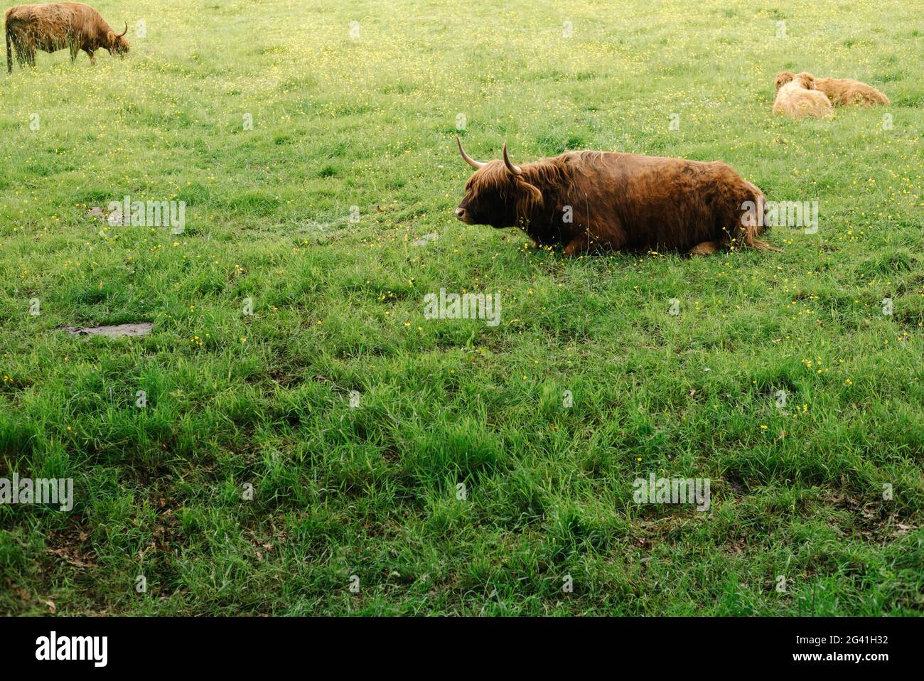 Scottish highland cow lying down hi-res stock photography and images ...