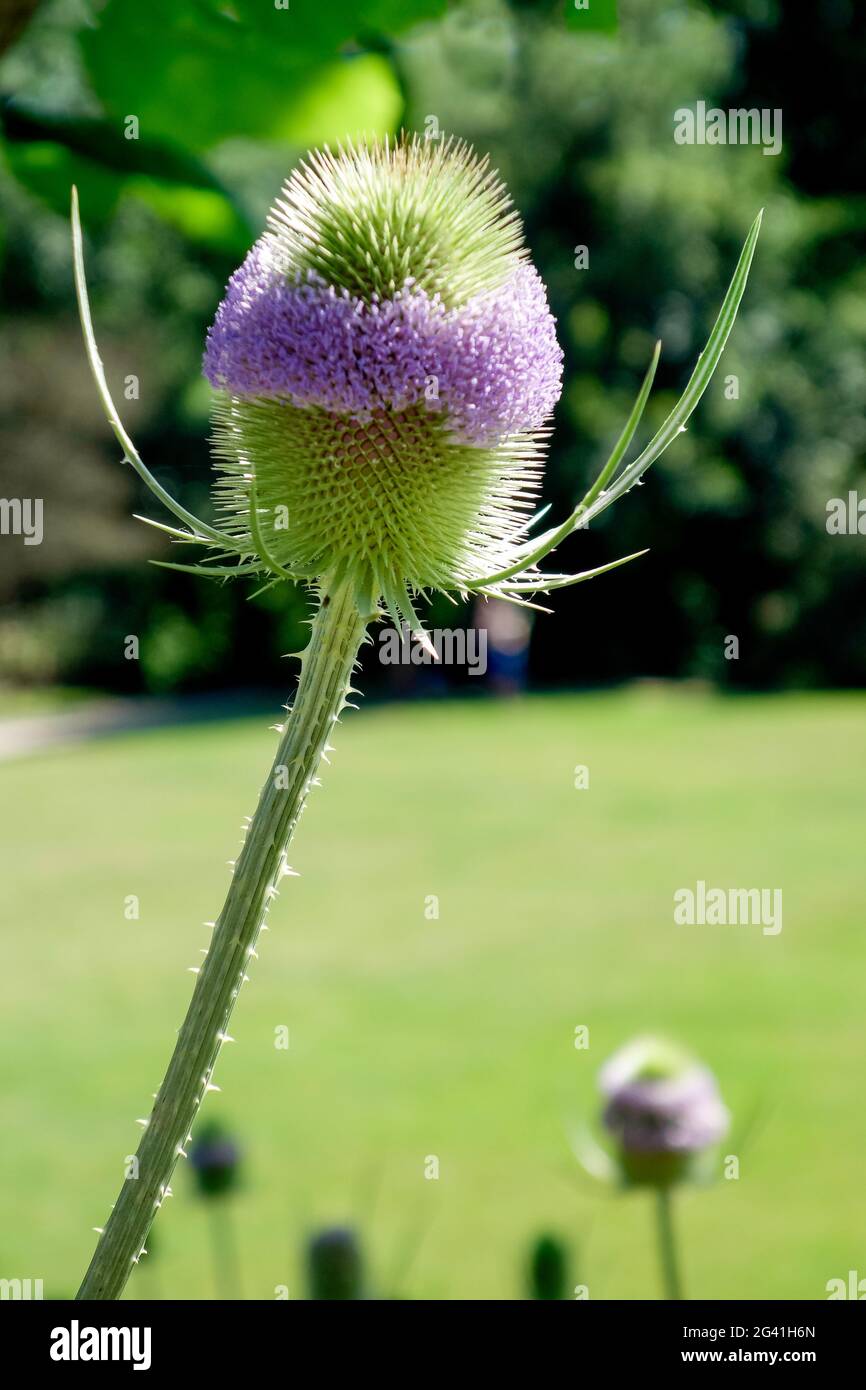 Teasel uk flower hi-res stock photography and images - Alamy