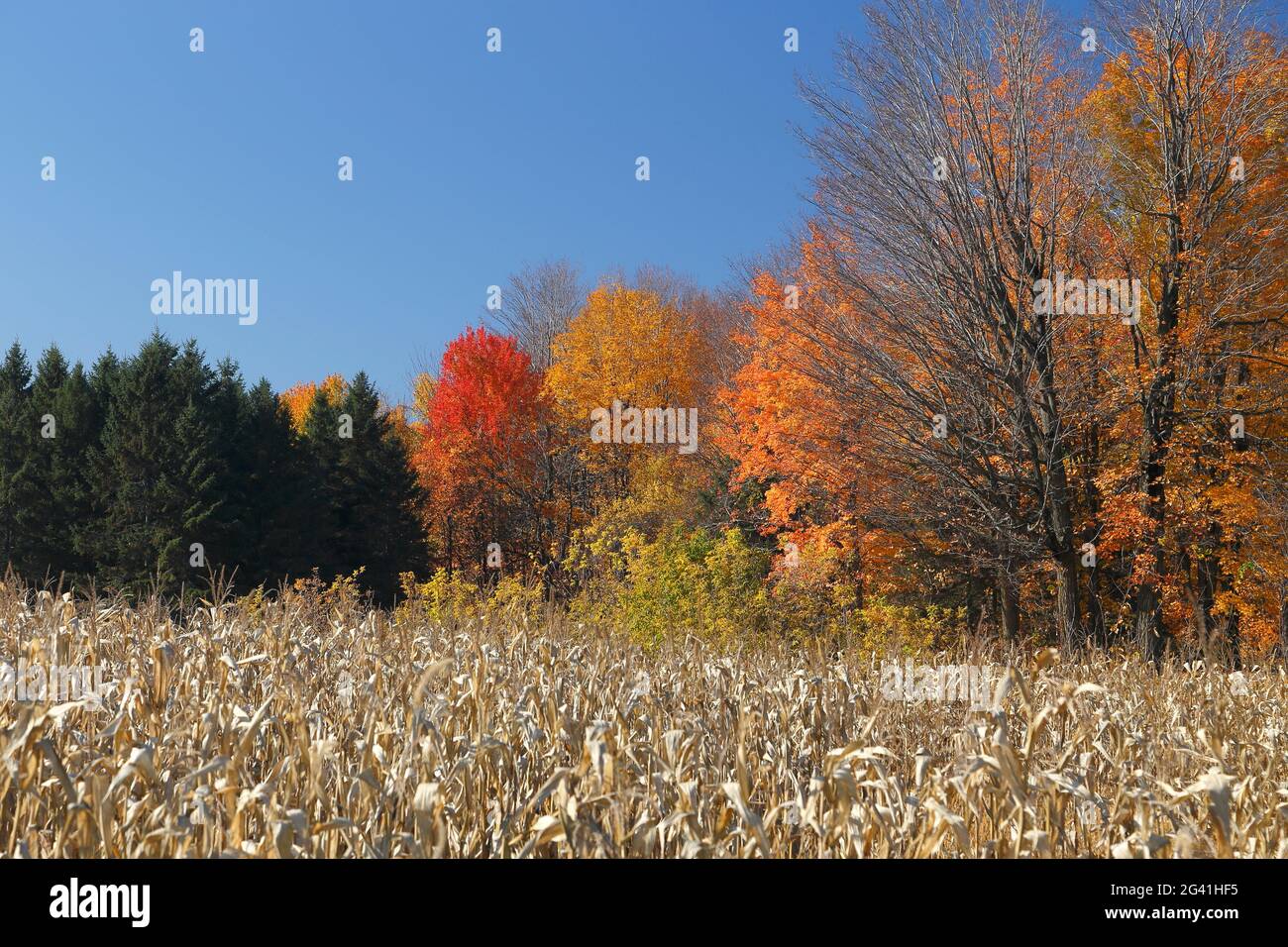 Canadian autumnal landscape hi-res stock photography and images - Alamy