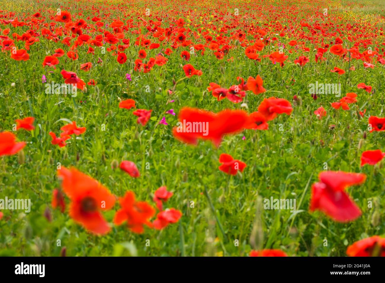 Tuscany flower fields hi-res stock photography and images - Alamy