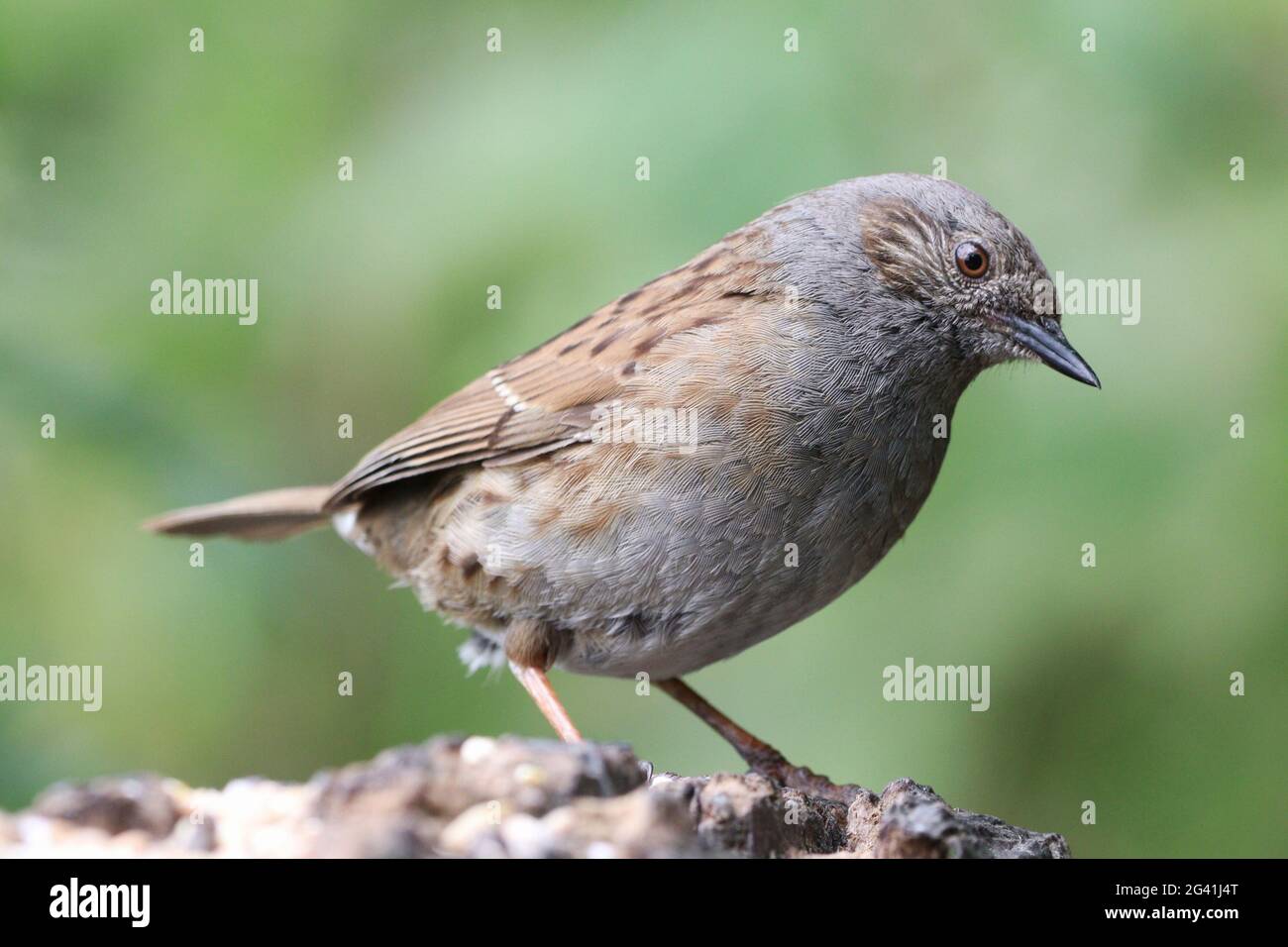 Stockport nature hi-res stock photography and images - Alamy